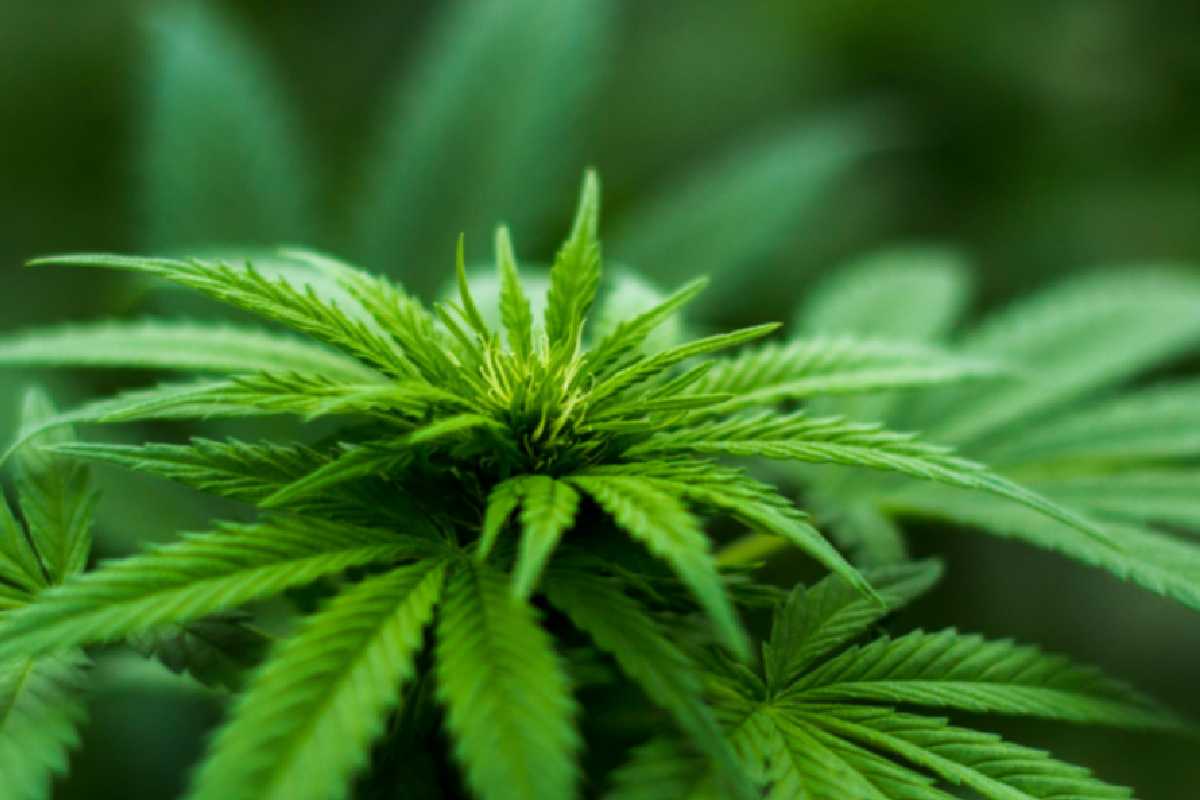 What is Zaza? Examples, Cost, And More